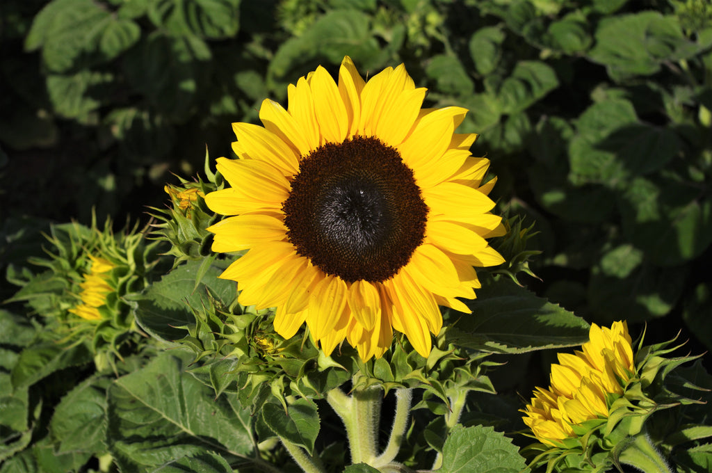 Sunflower Seeds - FleuroSun - Dwarf, Branched - DWARF GOLD SPRAY - Pac ...